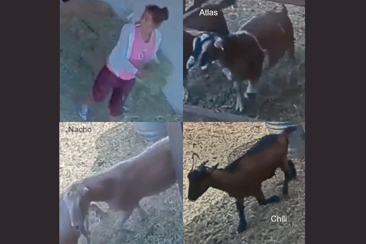 Trio of Goats Stolen in Santa Rosa, Sonoma Sheriff’s Office Seeks Help