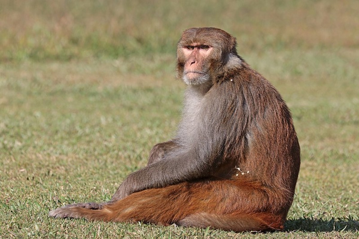 All 43 Escaped Monkeys Recaptured Following Unconventional Breakout