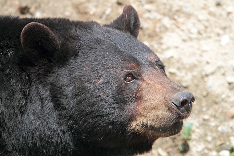 Altadena Resident Finds 525-Pound Bear Hiding Under Home Post-Eaton
