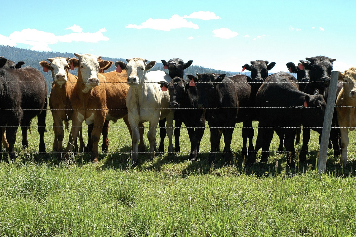 Bovine Tuberculosis Confirmed in Michigan Cattle Herd, Alcona County
