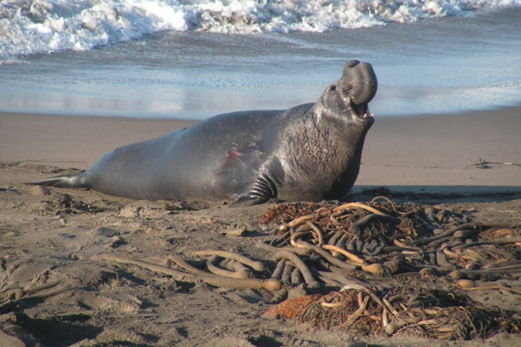 Elephant Seal Birthing Season Attracts Visitors Under Strict