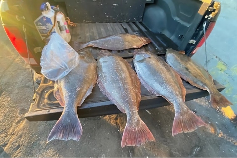 Fisherman's False Wall Hid Thousands of Pounds of Illegal Fish at Pier