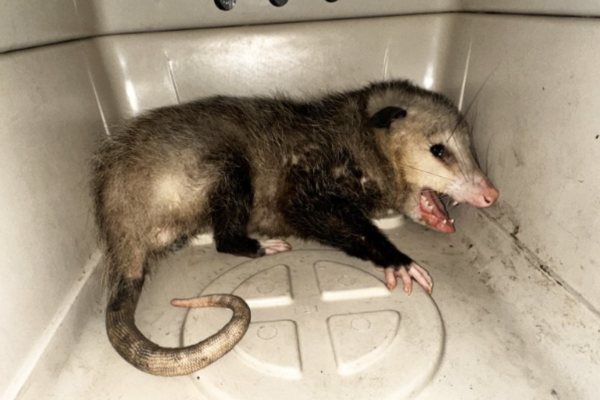 Opossum Intrusions Rise in Hawaii as Kona Store Captures Marsupial