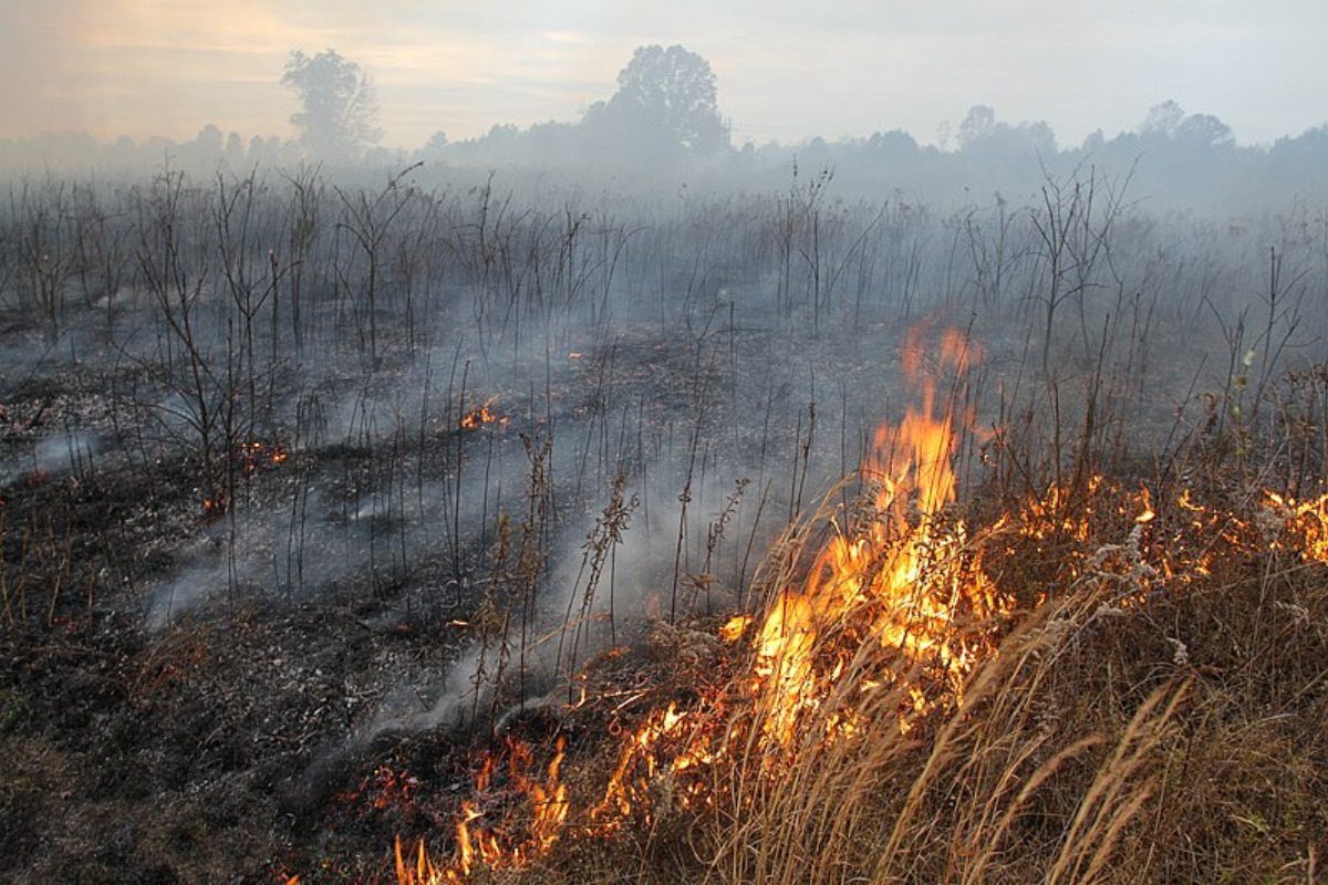 Orinda's MOFD to Conduct Prescribed Burns to Fortify Against Wildfires