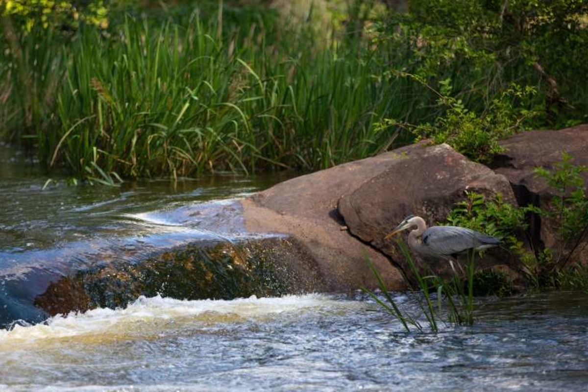 Raleigh Anticipates New 80-Acre Neuse River Park With Community-Driven