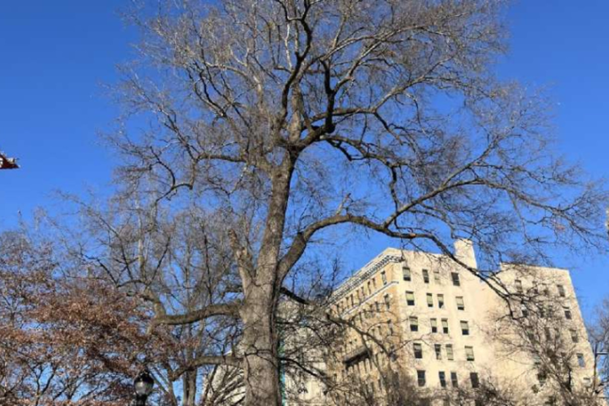 Raleigh to Remove Iconic Nash Square Oak Tree Citing Safety Risks,