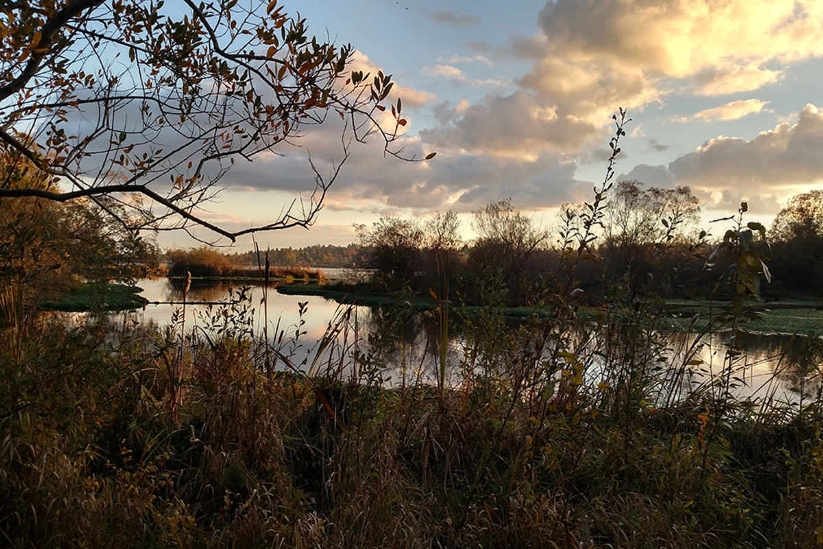 Seattle's Union Bay Natural Area, A Transformation from City Dump to