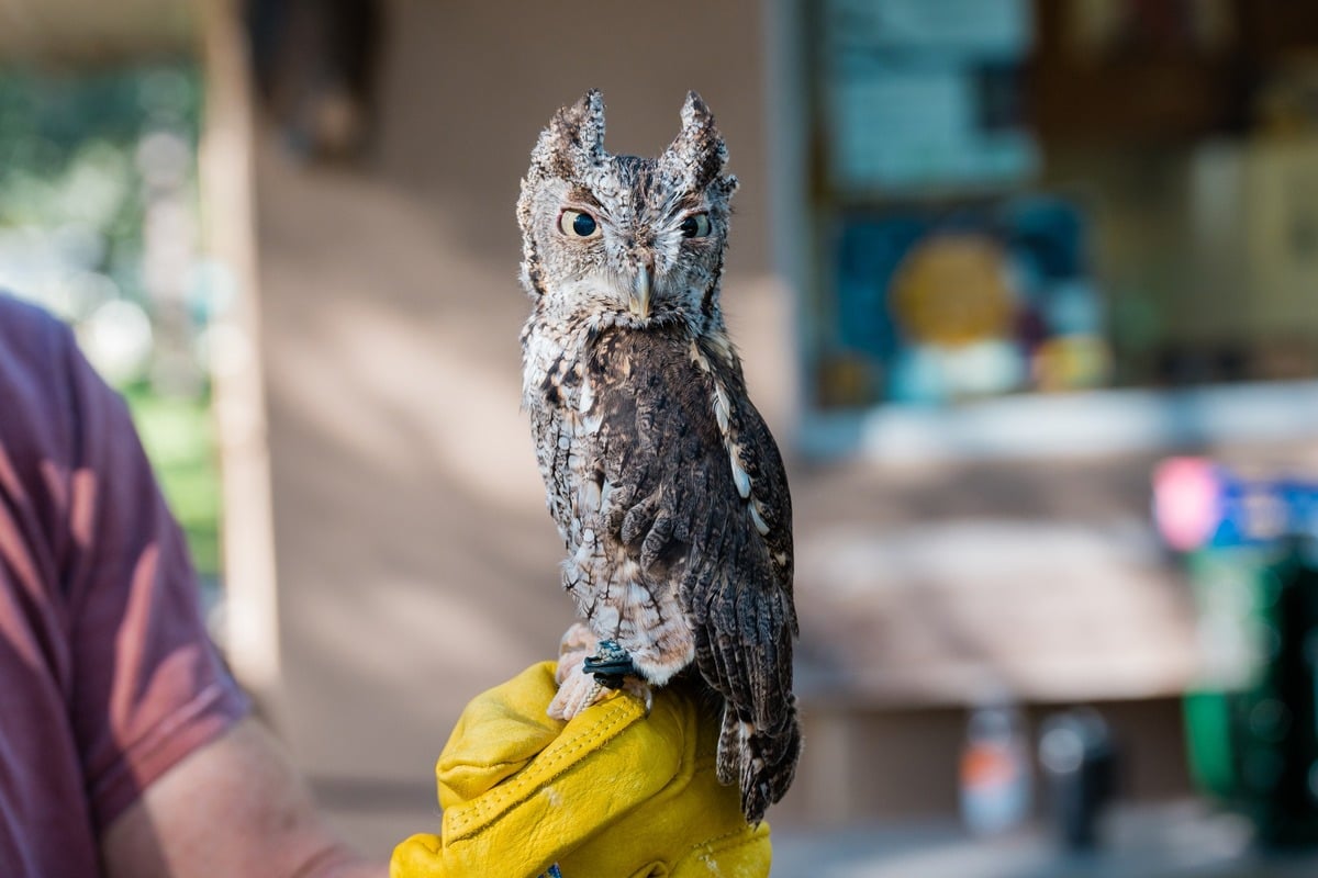 St. Petersburg's Boyd Hill Nature Preserve Hosts Free 11th Annual