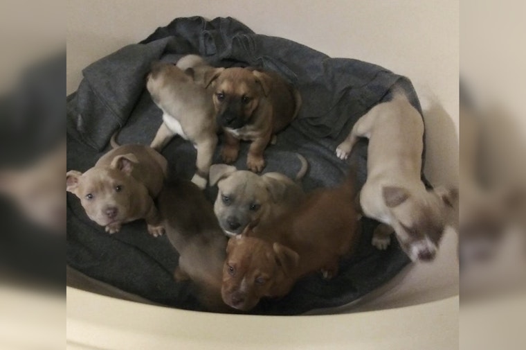 Tennessee Man Charged with Aggravated Animal Cruelty for Abandoning