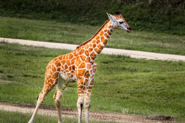 West Michigan Celebrates Rare Christmas Delivery, Baby Giraffe Born at
