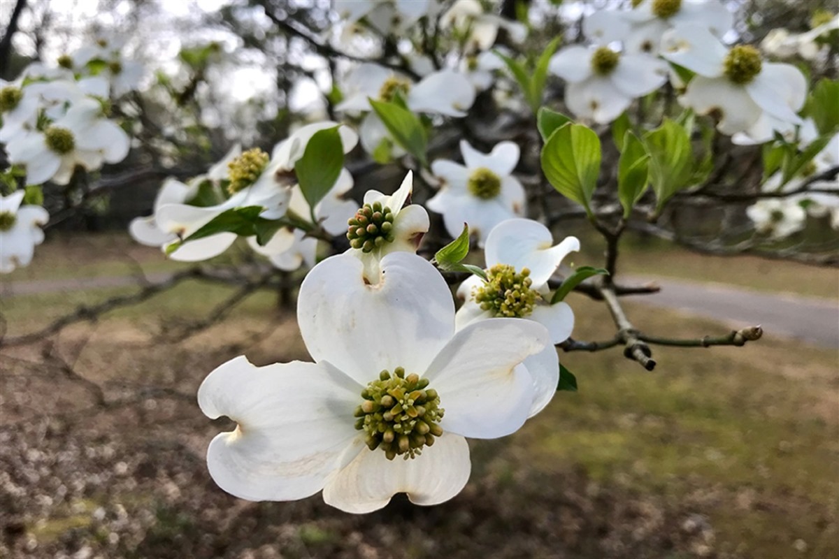 Arlington Parks & Recreation's Guide to Small Trees for Stunning Fall