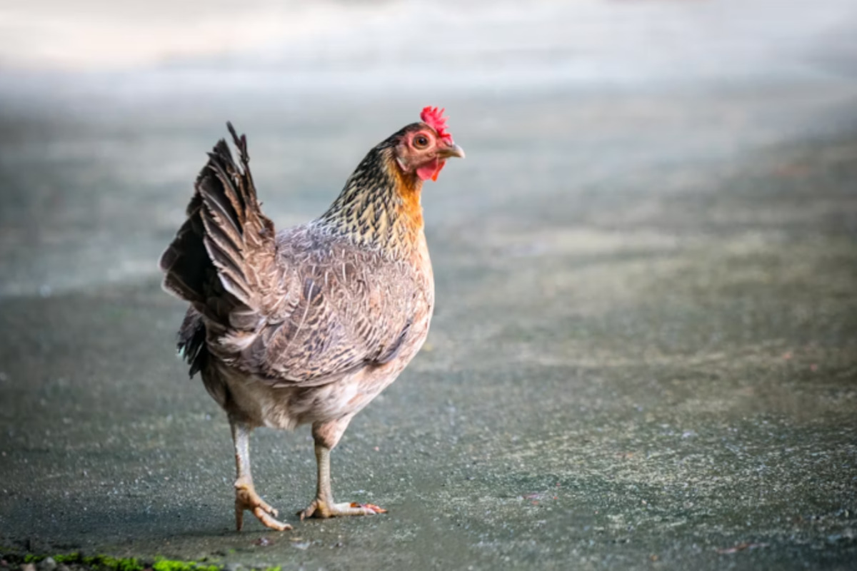 Backyard Poultry Flock in Racine County Confirmed with Bird Flu,