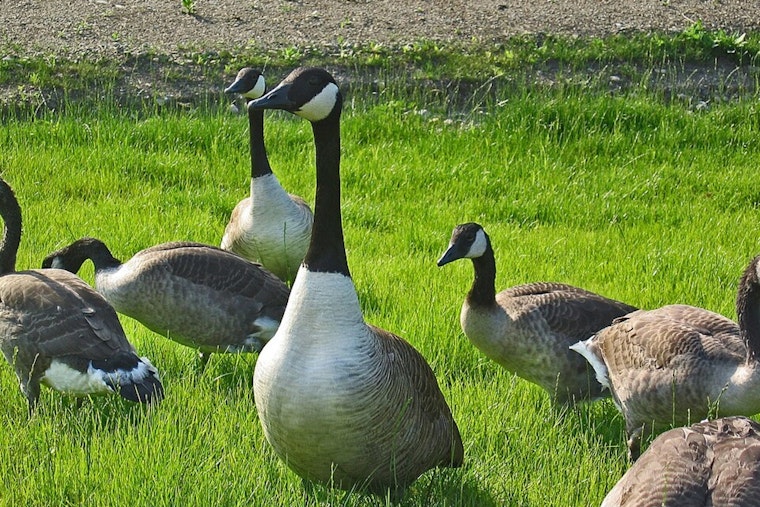 Cameron Park Geese Test Positive For Bird Flu