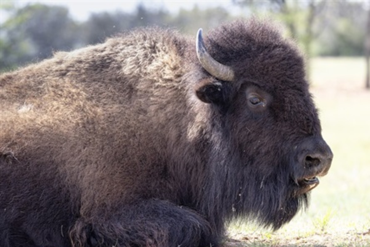 Fort Worth Celebrates National Bison Day with Educational Activities