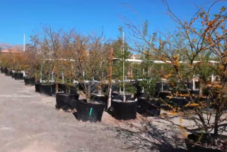 Las Vegas Invites Residents to Shape Urban Forest Future and Combat