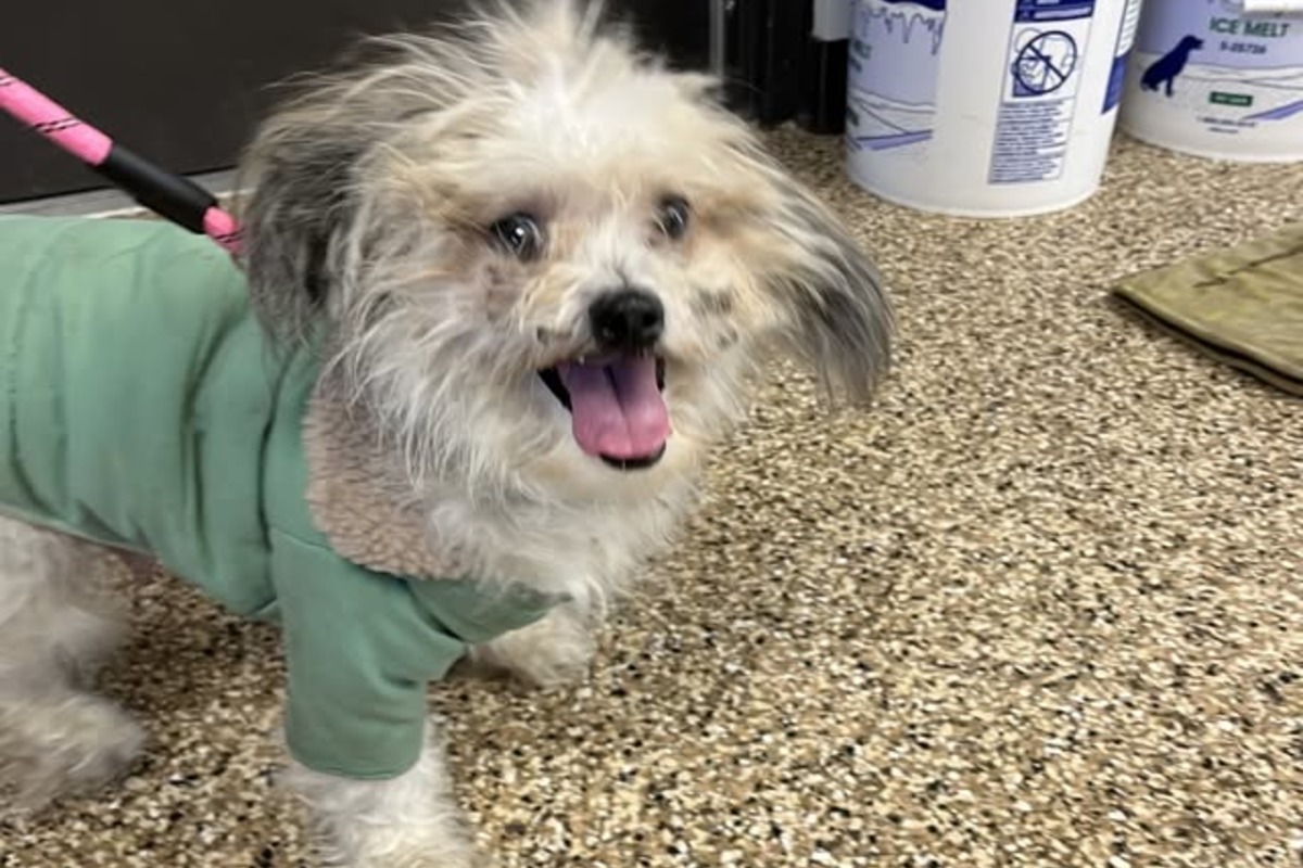 Mankato Community Rallies to Reunite Lost Senior Shih Tzu with Owner
