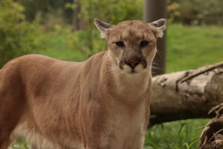 Michigan Reports 21 Confirmed Cougar Sightings in 2025, Including