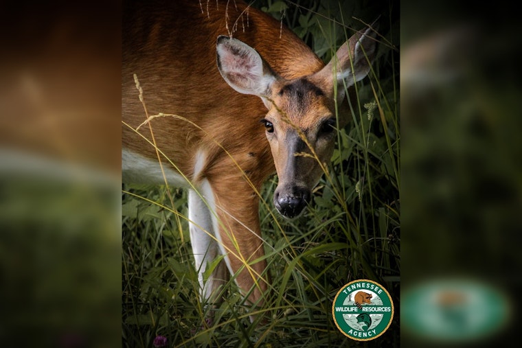 New Deer Bait License and Drone Recovery Rules for Tennessee Hunters