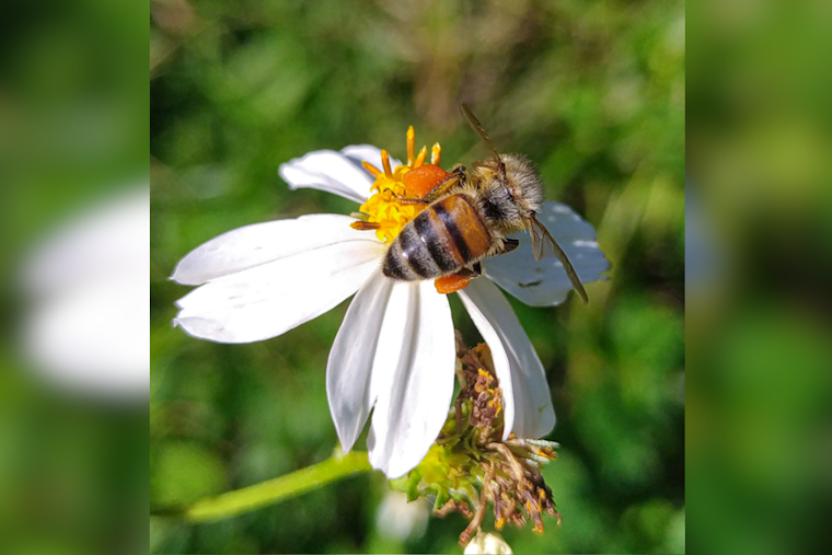Ohio Bee Survey Identifies Over 330 Species, Spurring Conservation and