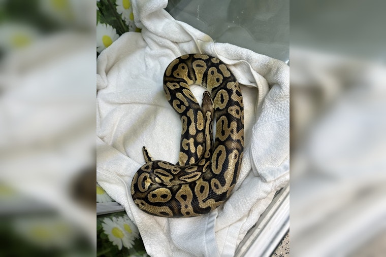 Python Found in Monrovia In-N-Out Drive-Thru, Pasadena Humane Society