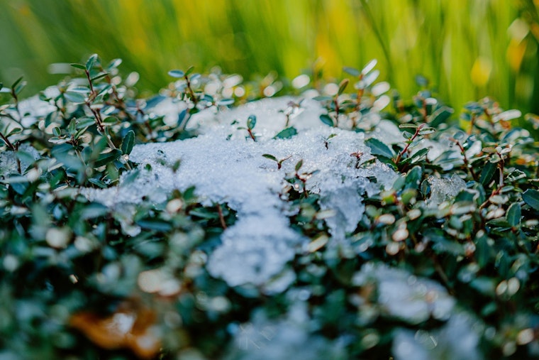Raleigh Residents Warned to Guard Vegetation Against Frost, Fire
