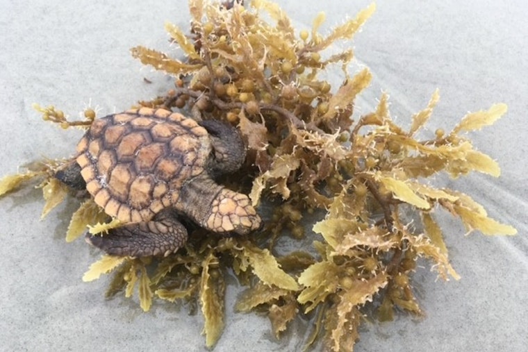 St. Augustine Beach Alert as Help Is Sought for Stranded Washback Sea