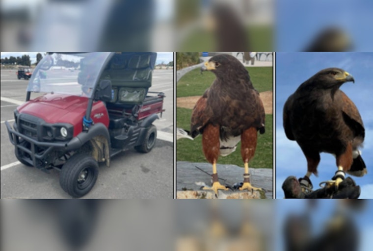 Stolen Harris Hawk Found, Another Remains Missing After SoFi Stadium