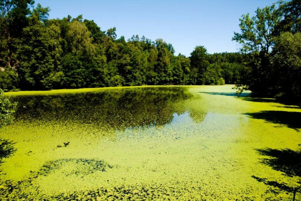 Toxic Algae Advisory Issued for Offutt Lake and Lake Lawrence in