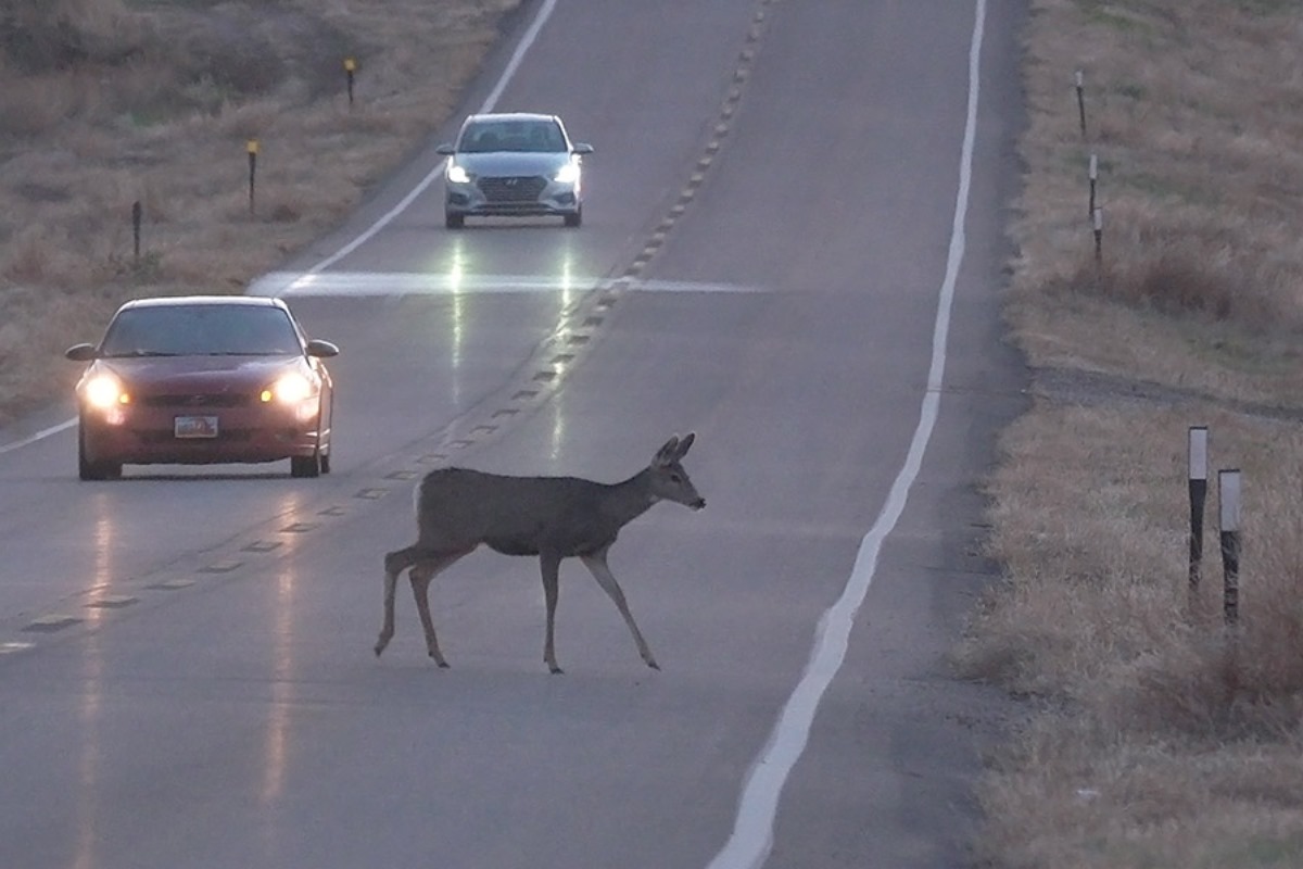 Utah Drivers Urged to Watch for Deer During Peak Migration as Daylight