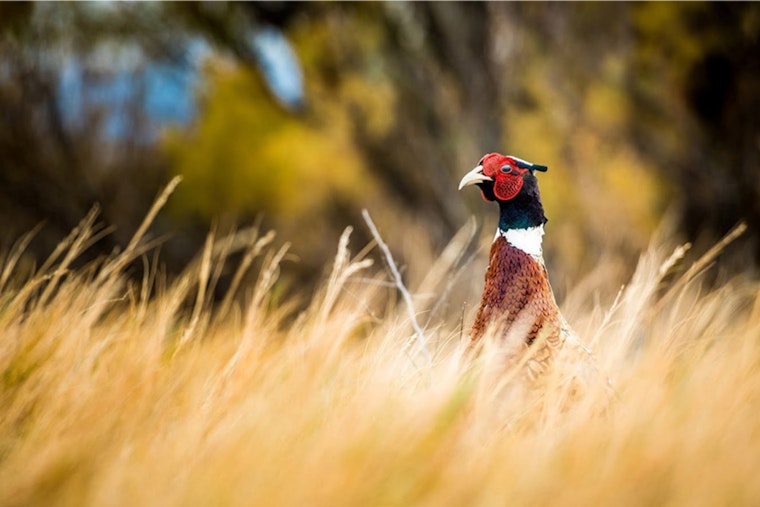 Utah's General-Season Pheasant and Quail Hunts Commence November 1,