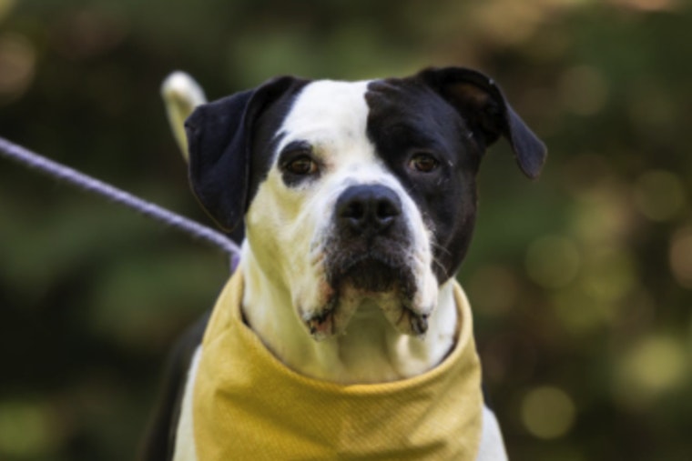 Wake County Animal Center Offers Special $25 Adoption Fee to Celebrate