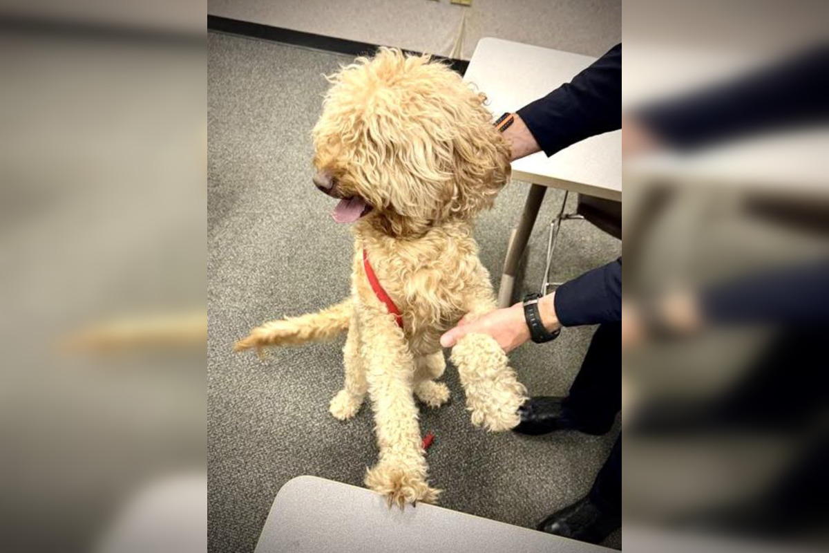 Westfield Police Appeal for Help to Reunite Lost Dog with Owners in