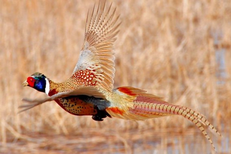 Wisconsin DNR Announces Opening of 2025 Pheasant Hunting Season with