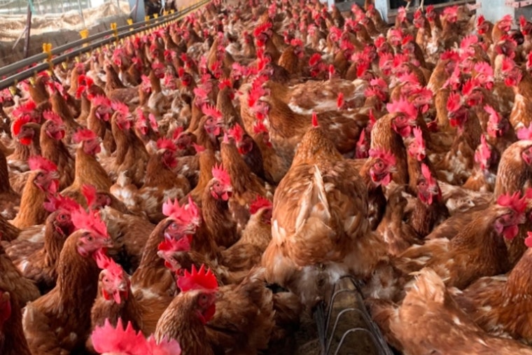 Wisconsin Escalates Response to Avian Influenza Outbreak, Halts