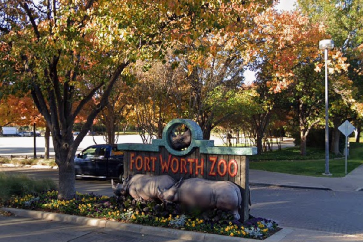 Bad Bunny’s Viral Toad Turns Fort Worth Zoo Into Surprise Winner