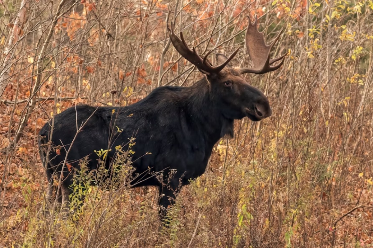 Boulder County Woman Hospitalized After Aggressive Moose Attack Near