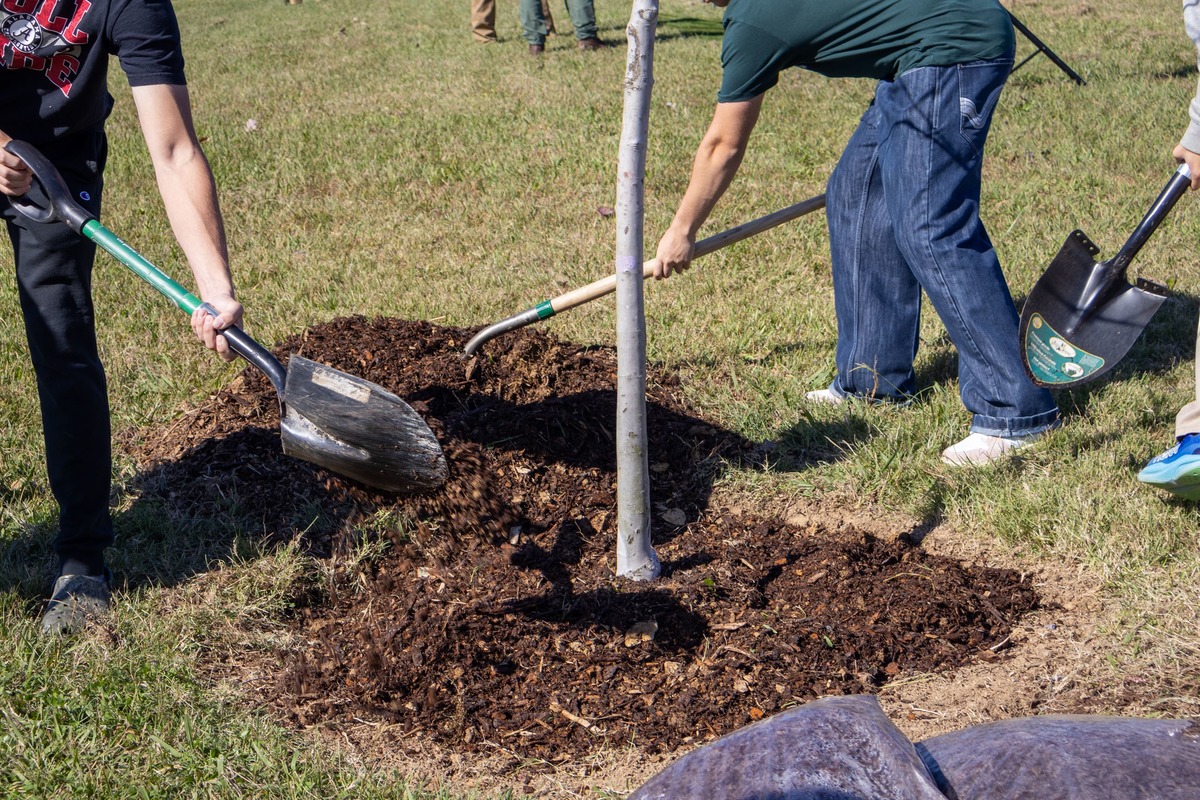Clarksville Celebrates 36th Year as Tree City USA, Receives Growth