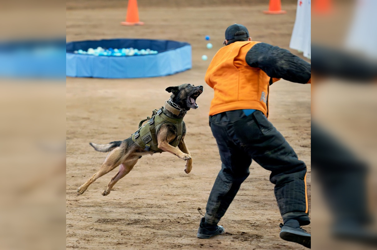 Coconino County's Corporal Waibel and K9 Dex Triumph at 2025 Desert
