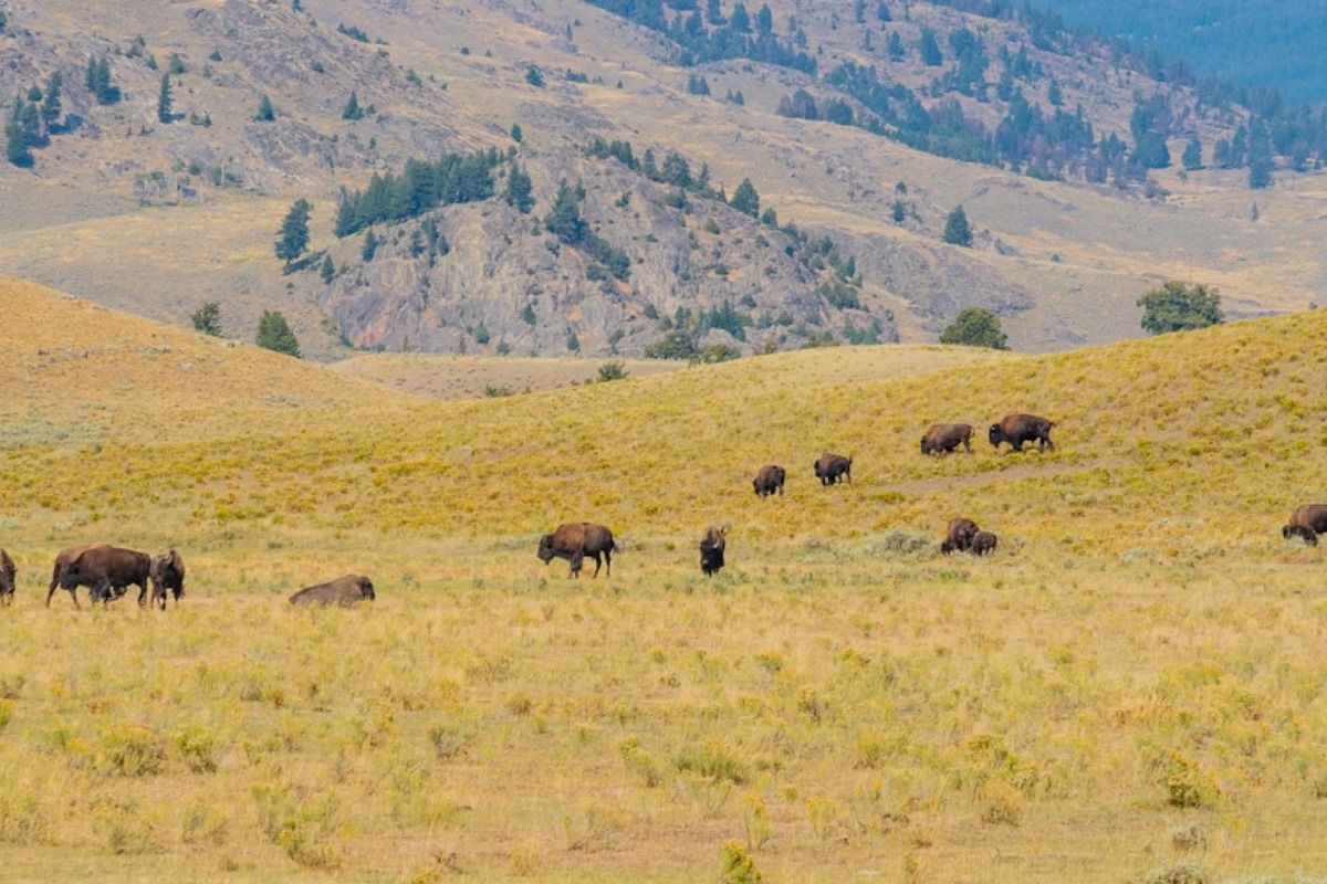 Colorado's Book Cliffs Bison Herd to Flourish Under New Management