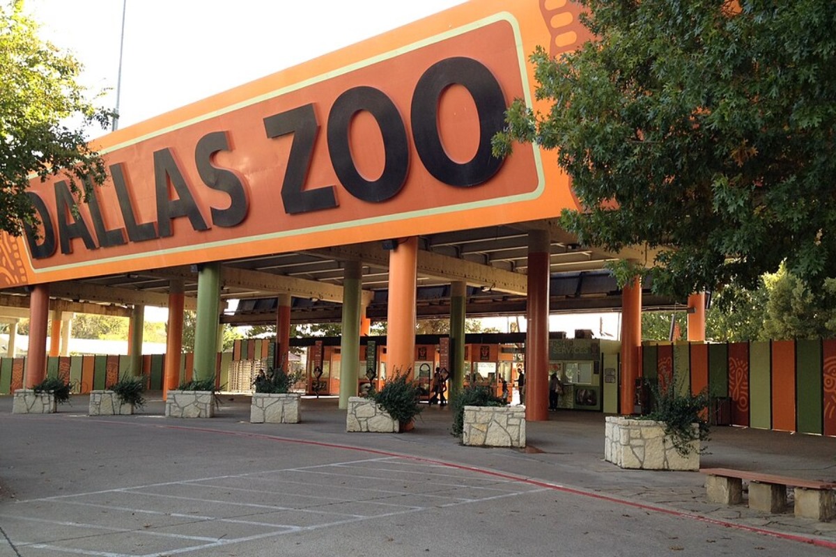 Dallas Zoo's Viral 'Breakdancing' Gorilla Zola Dead At 23