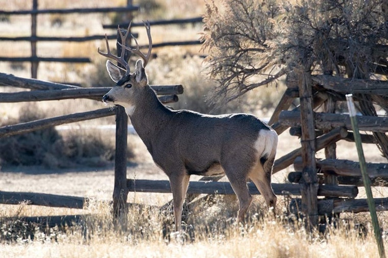 Experience the Majestic Mule Deer Migration at Nash Wash, Utah: A