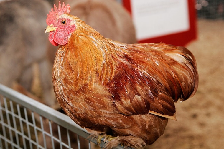 Georgia Department of Agriculture Lifts Bird Flu Control Measures in