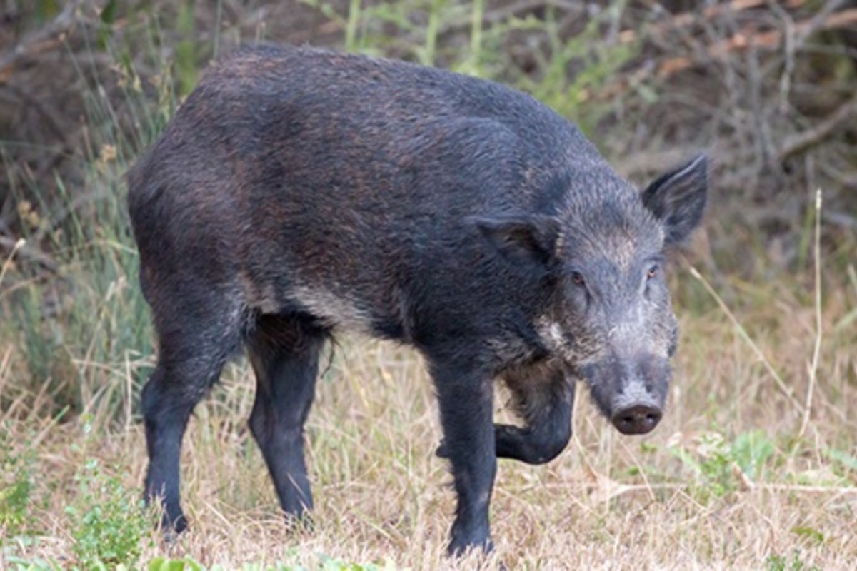 Feral Pigs Root Yards Near Friedrich Wilderness Park