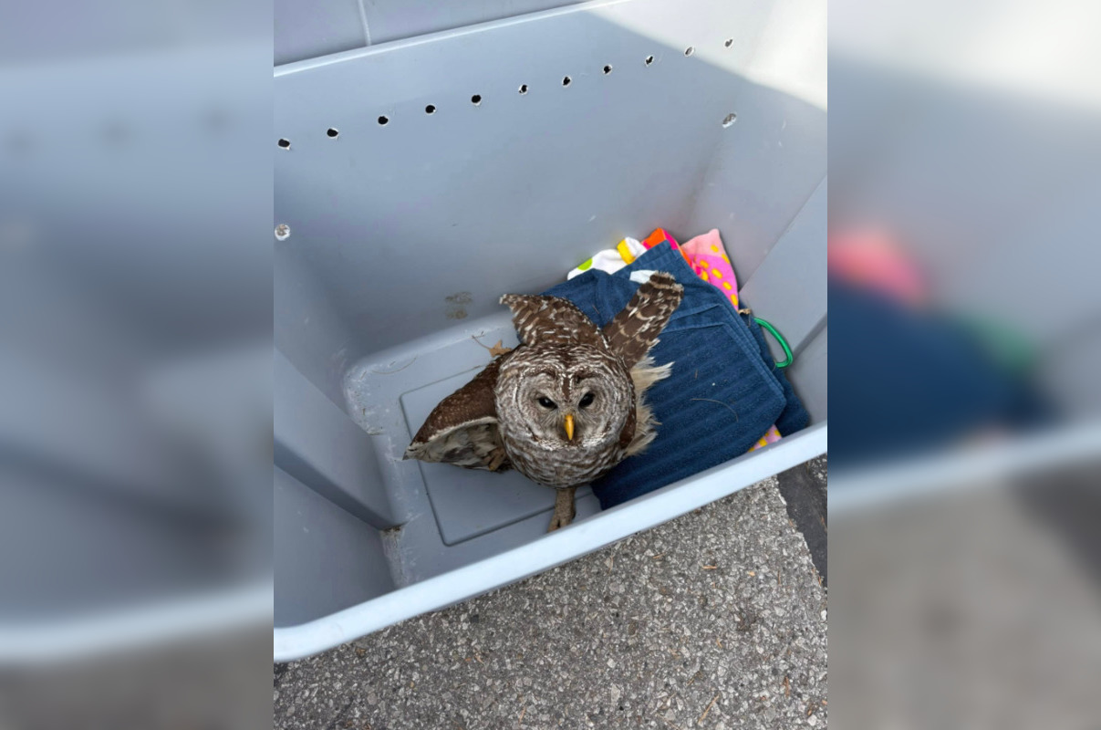 IMPD Detective Saves Injured Owl on Indianapolis Interstate,