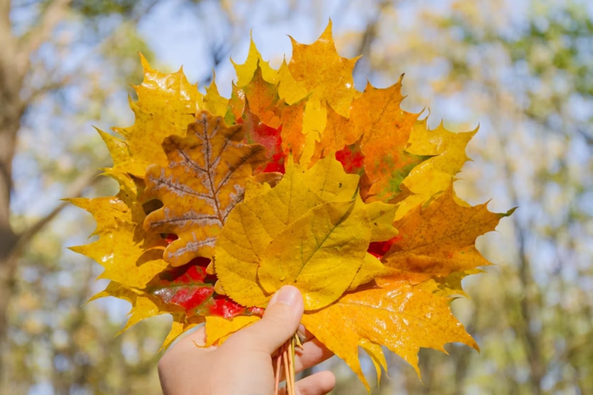 Kettering Announces Leaf Collection in District 5: Residents Advised
