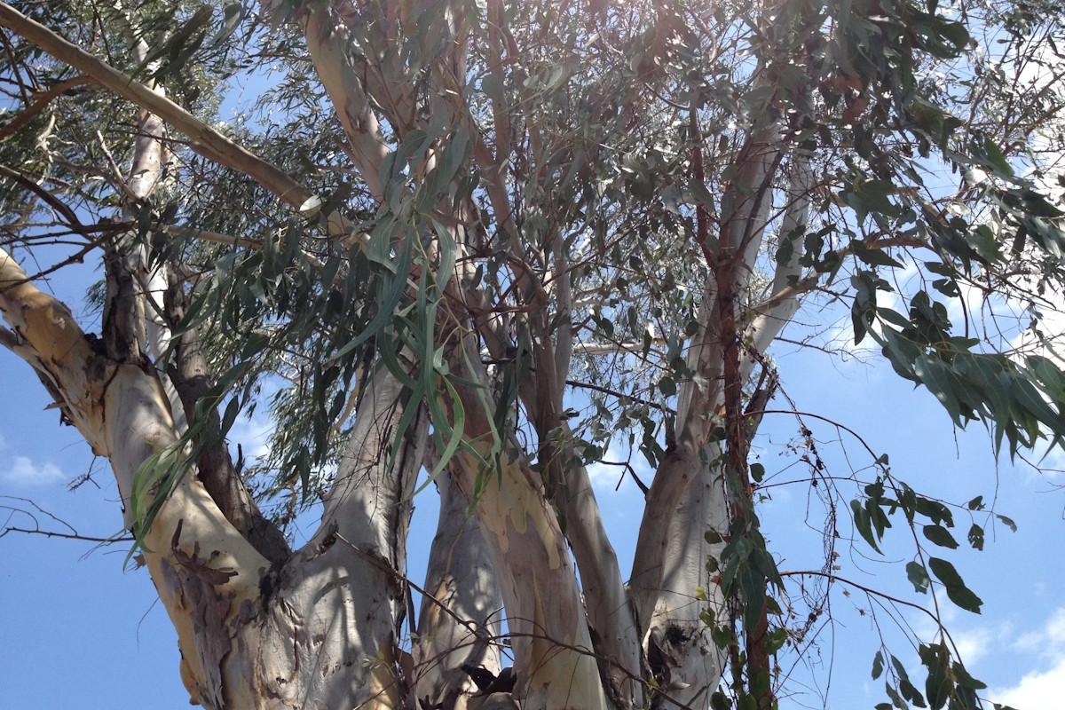 La Jolla Family Sues San Diego After Falling Eucalyptus Branch Kills