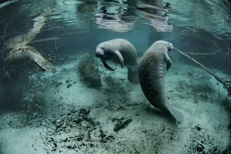 Manatee Season Prompts Speed Zone Changes in Broward County Waterways