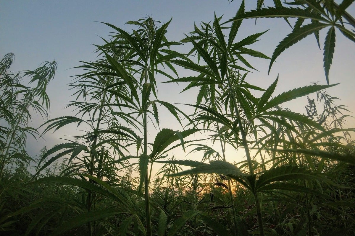 New Federal Hemp Regulations Set to Reshape Oregon's Hemp Industry by