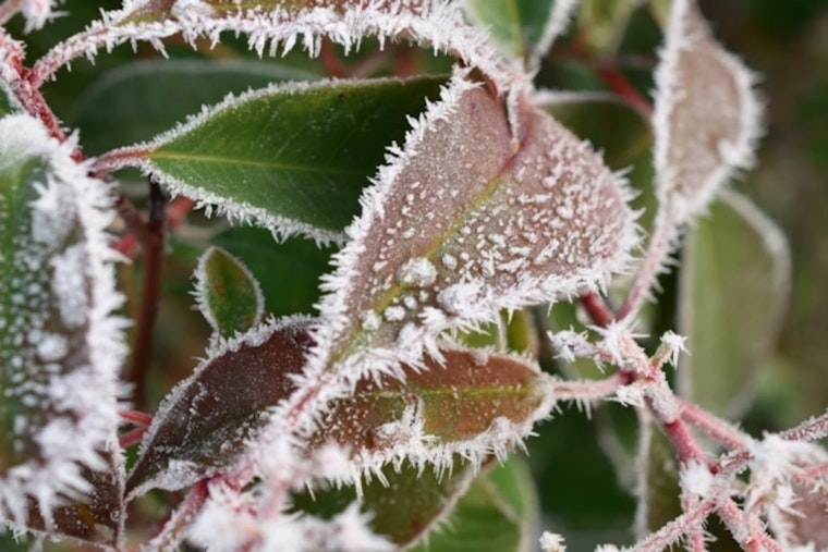 North Georgia Braces for First Big Freeze of the Season as Atlanta