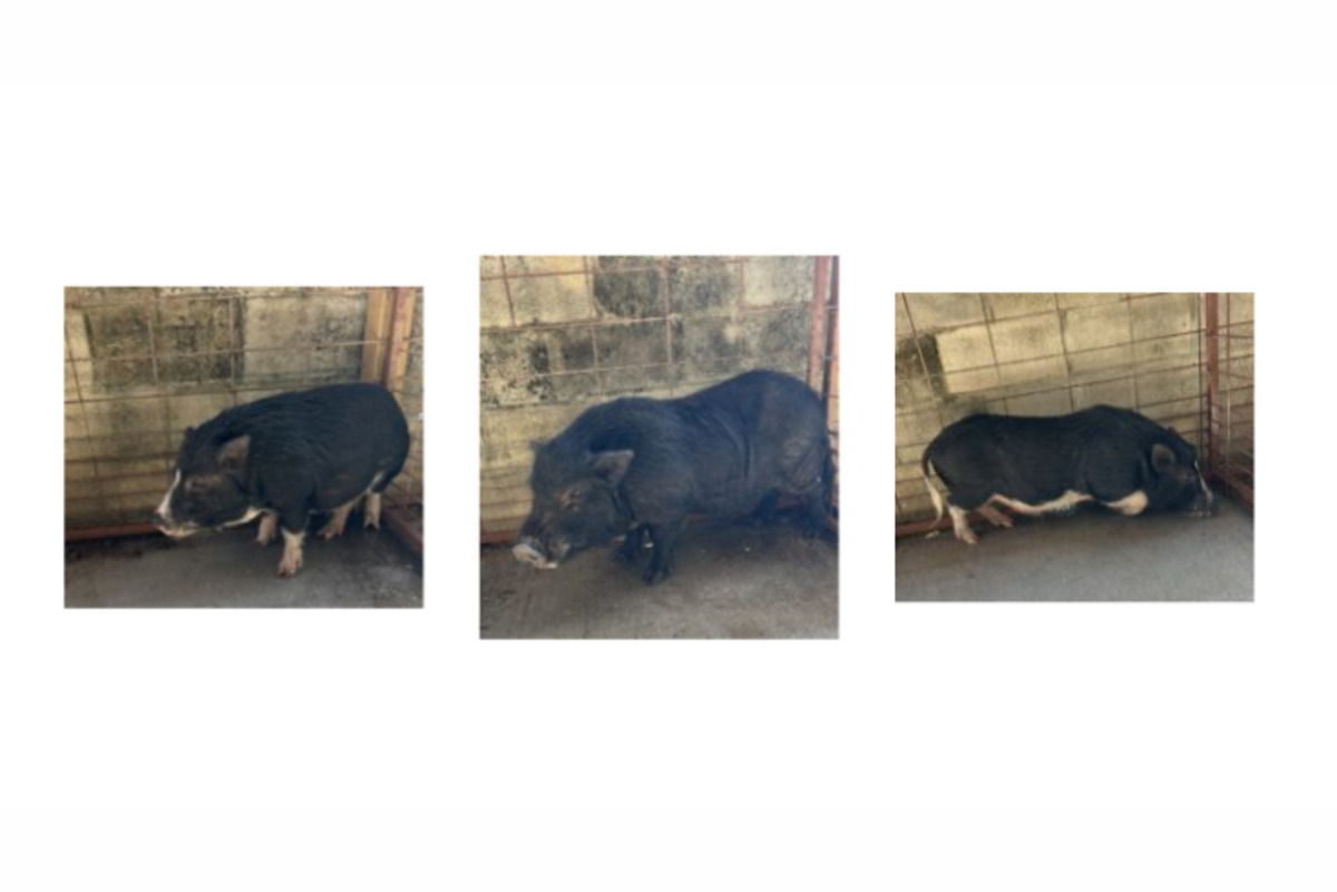 Pasco Sheriff's Office Seeks Owner of Three Lost Potbelly Pigs in